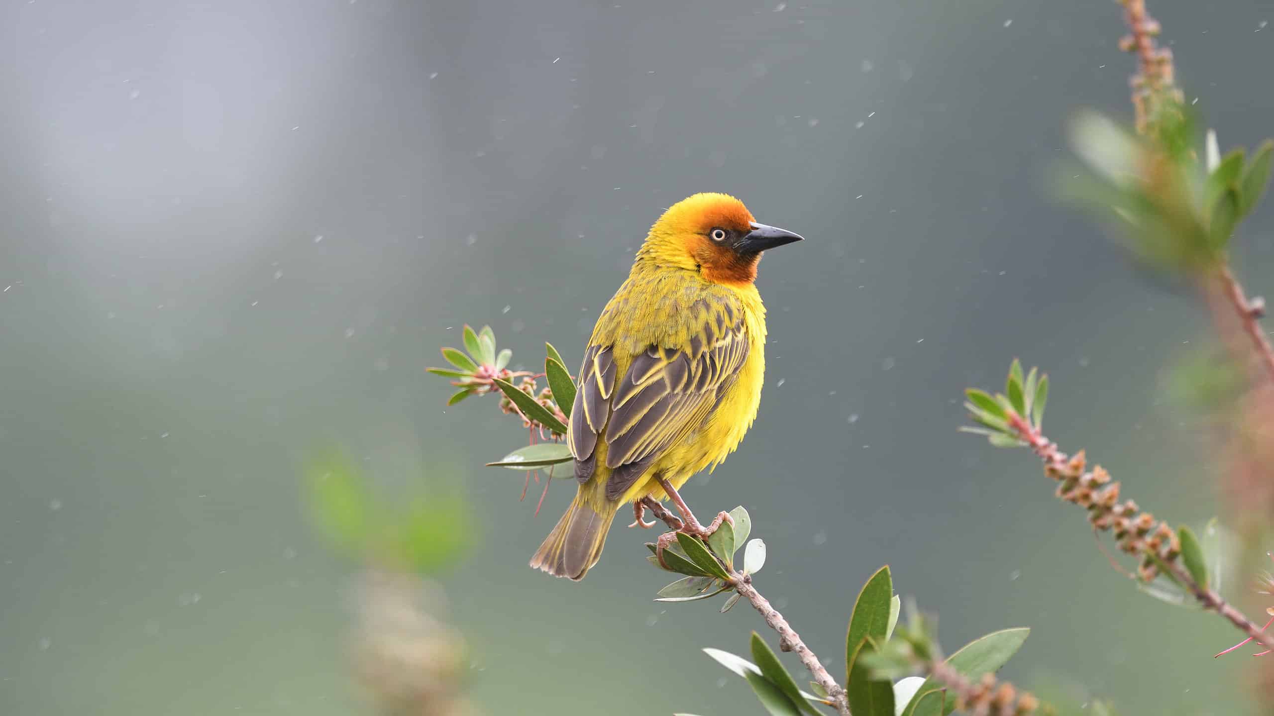 Weaver Birds: Nature’s Master Architects Pictures - AZ Animals