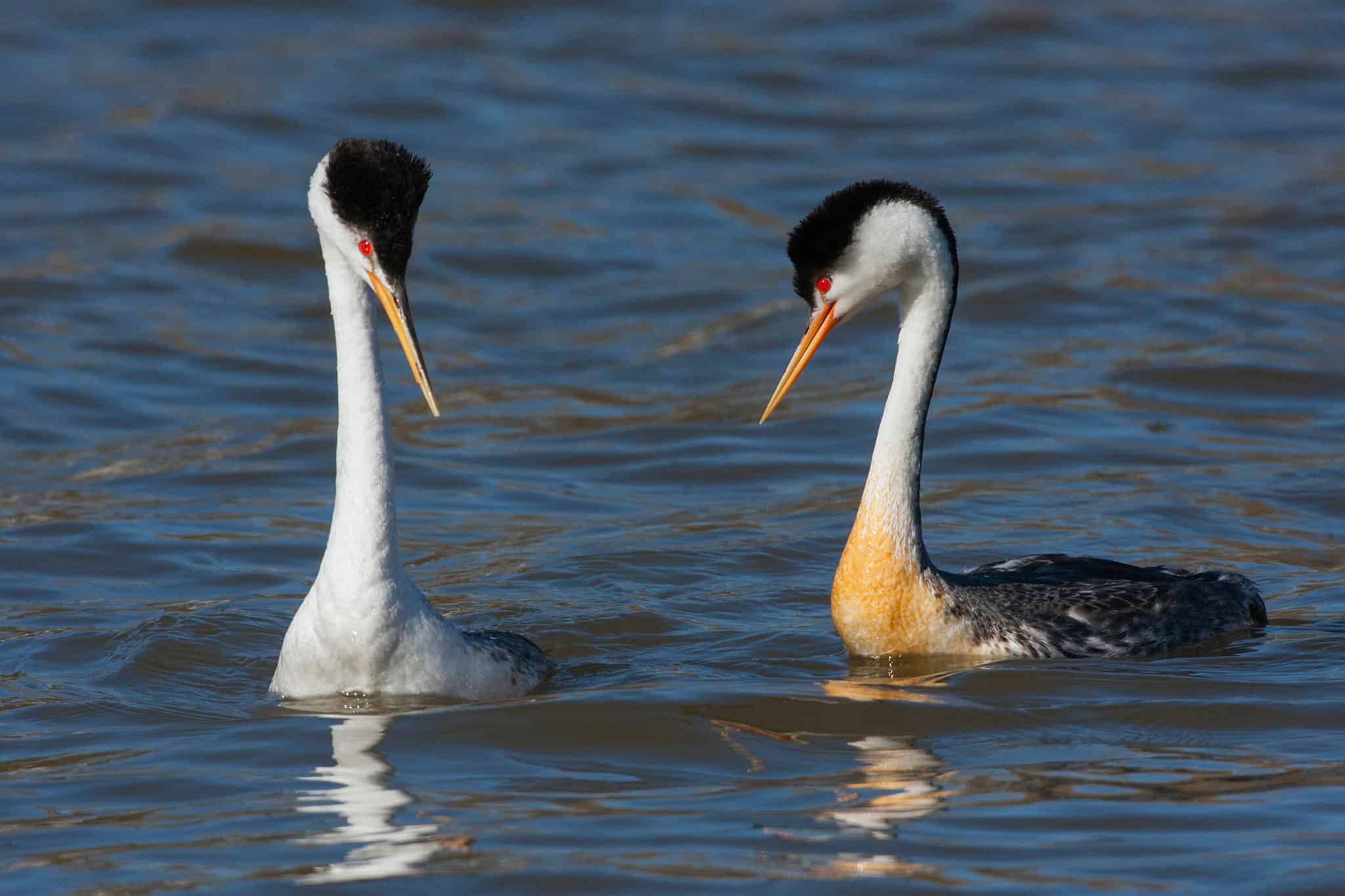 Clark’s Grebe Bird Facts - Aechmophorus clarkii - A-Z Animals