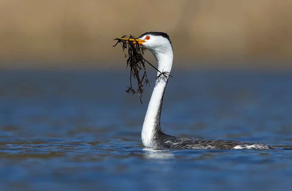 Clark’s Grebe Animal Facts - Aechmophorus clarkii - A-Z Animals