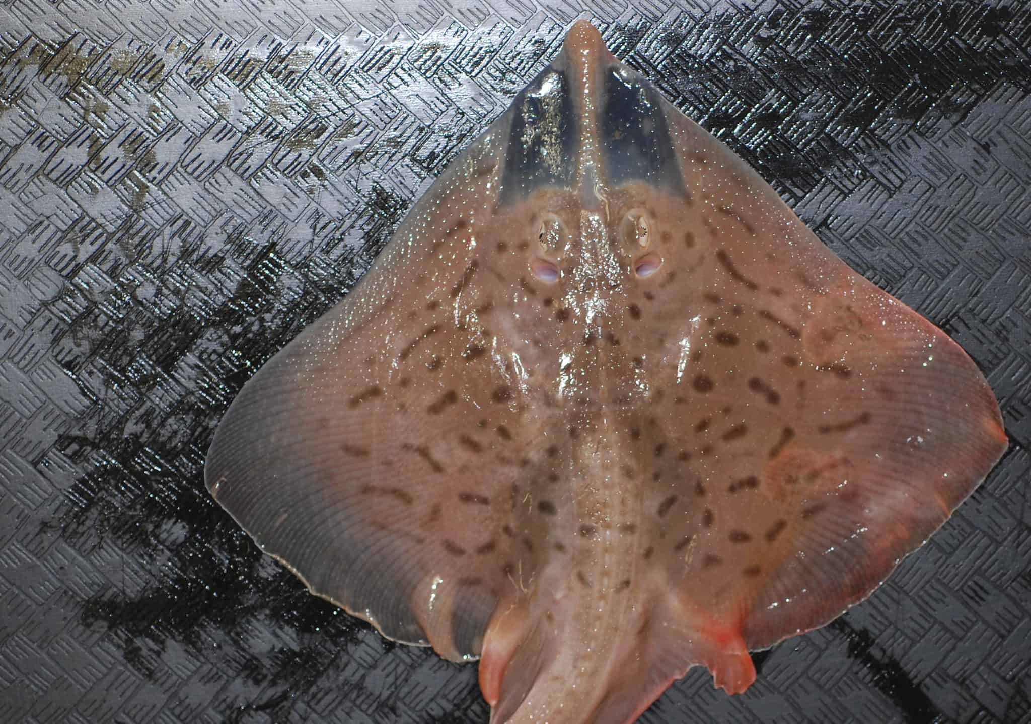 Clearnose Skate Animal Facts - Raja eglanteria - A-Z Animals