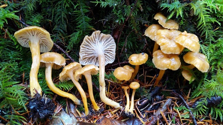 10 Wild Mushrooms Found in Winter - A-Z Animals