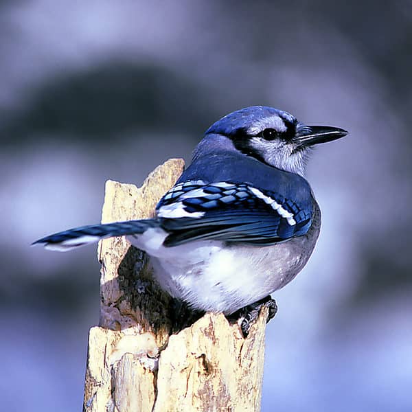 Discover All 4 Types of Blue Jay Birds (With Pictures) - A-Z Animals