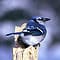 Discover All 4 Types of Blue Jay Birds (With Pictures) - A-Z Animals