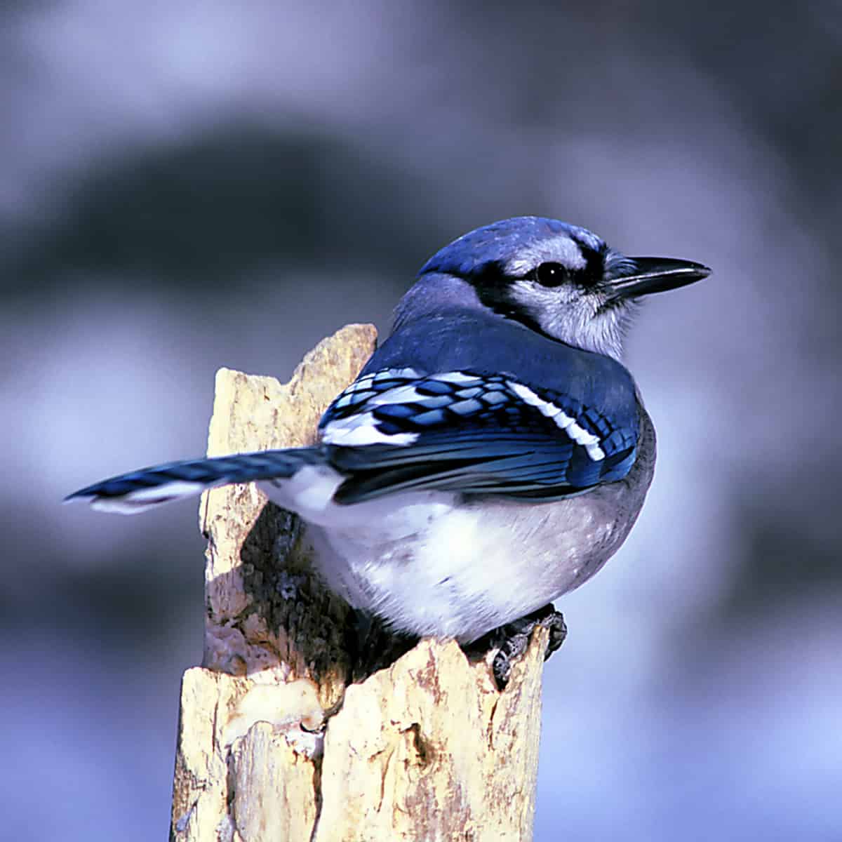 Discover All 4 Types of Blue Jay Birds (With Pictures) - A-Z Animals