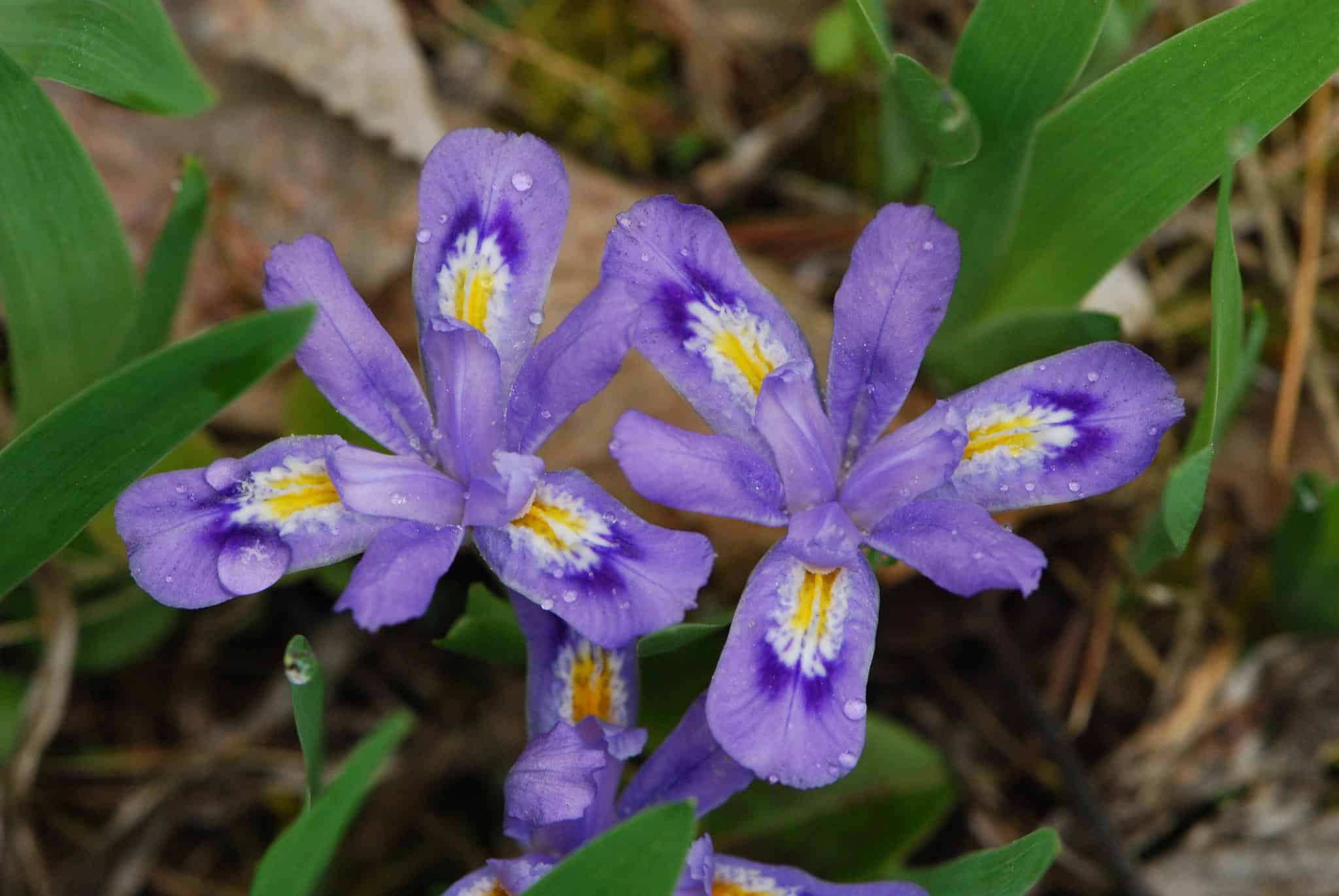 Discover the Official State Flowers of Michigan (When They Bloom and ...
