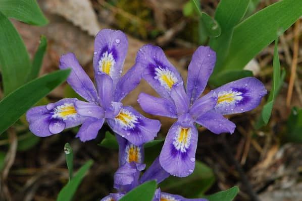 Discover the Official State Flowers of Michigan (When They Bloom and ...