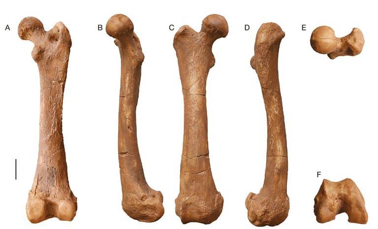 Femur - A-Z Animals
