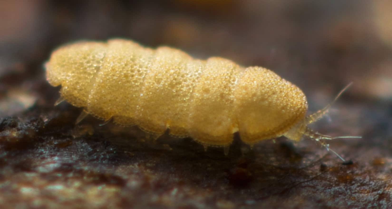 Your Skin Will Crawl When You See These 10 Bugs That Look Like ...