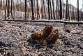 Types of Trees That Morel Mushrooms Grow Around - A-Z Animals