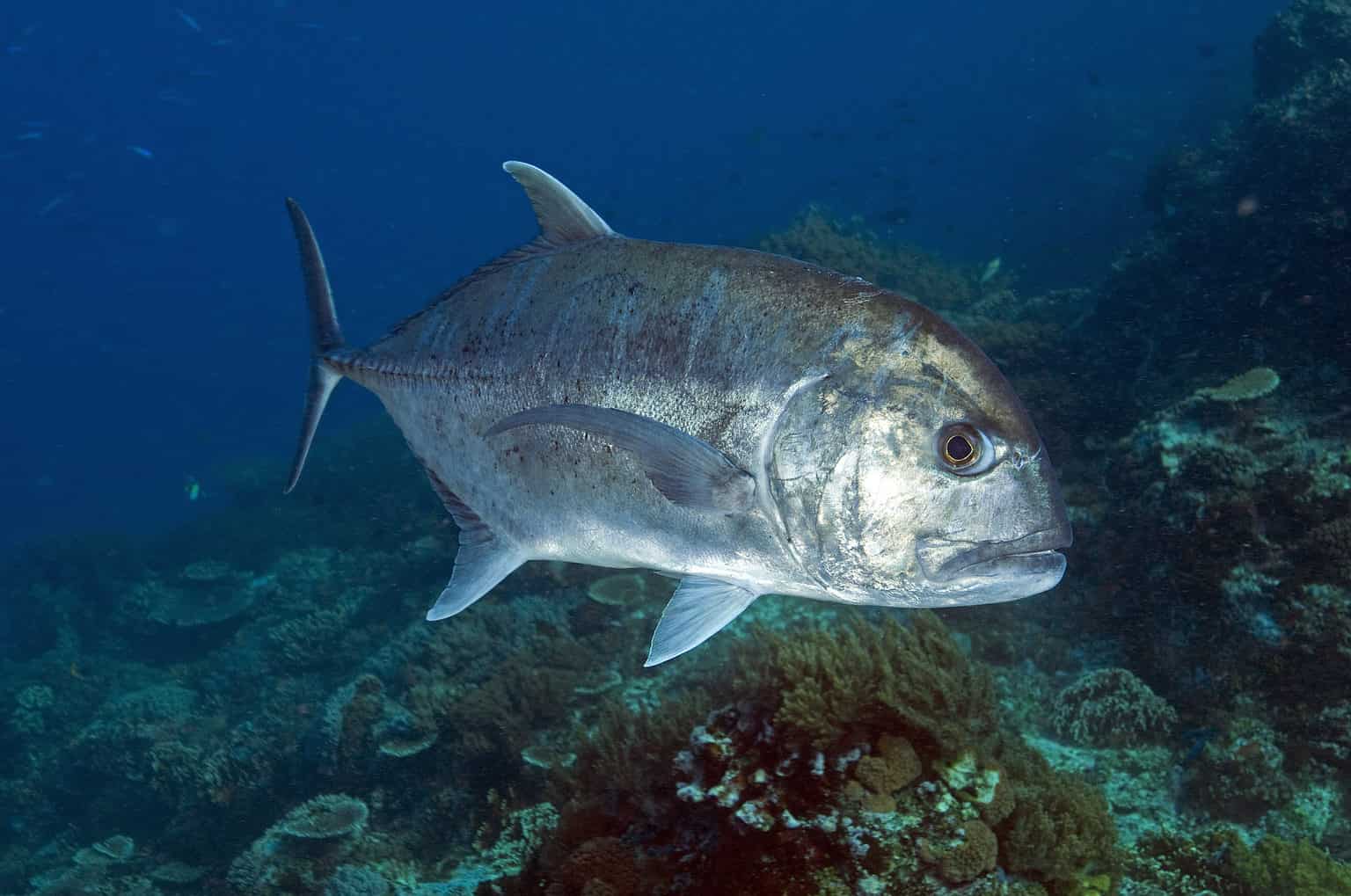5 Types of Jack Fish Ranked by Size - A-Z Animals