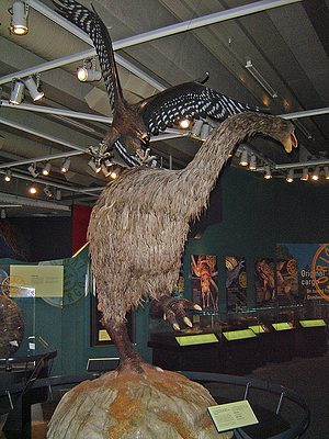 Discover a Massive Eagle That's 3X the Size of a Bald Eagle - A-Z Animals