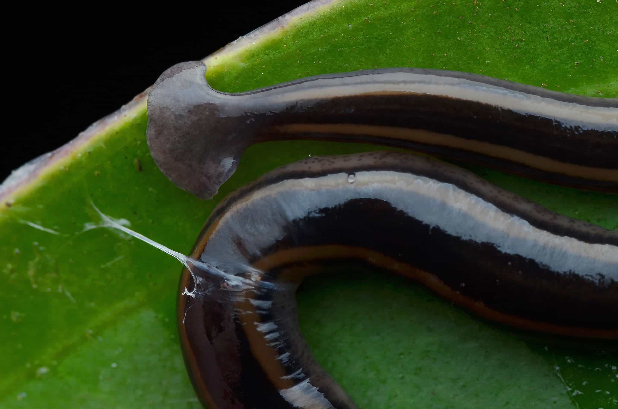 Hammerhead Worm Animal Facts - Bipalium fuscatum - A-Z Animals