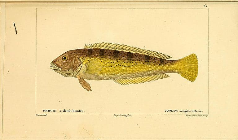 Discover 8 Spectacular Fish Found in Argentina - A-Z Animals