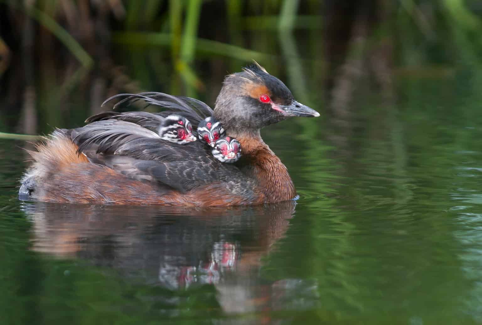 Horned Grebe Animal Facts - Podiceps auritus - A-Z Animals