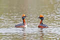 Horned Grebe Bird Facts - P. auritus - A-Z Animals