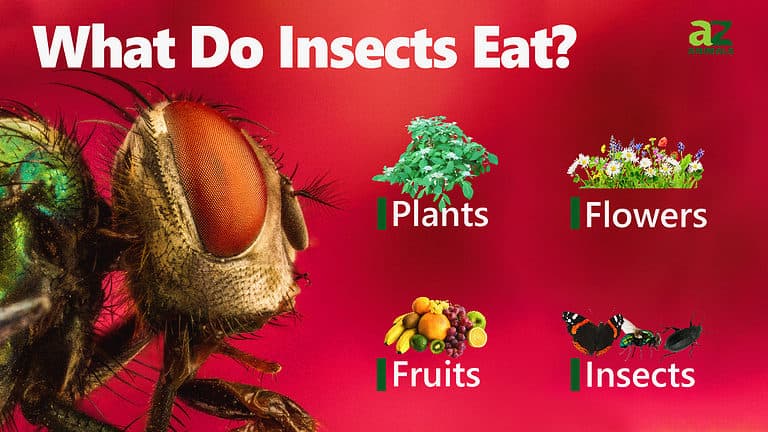 Insects - A-Z Animals