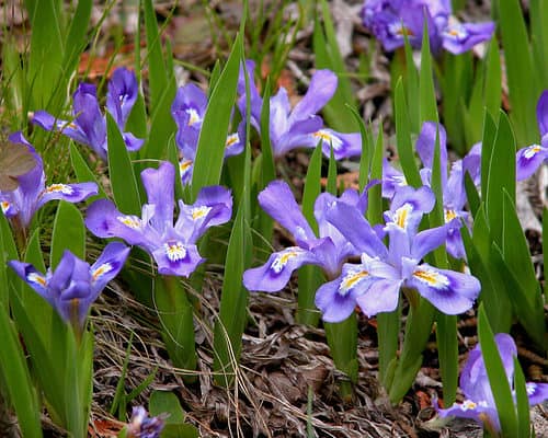 Discover the Official State Flowers of Michigan (When They Bloom and ...
