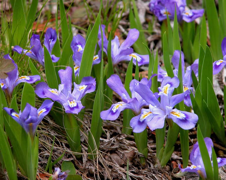Discover the Official State Flowers of Michigan (When They Bloom and ...