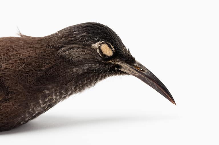 Kaua’i ‘Ō‘ō Animal Facts - Moho braccatus - A-Z Animals