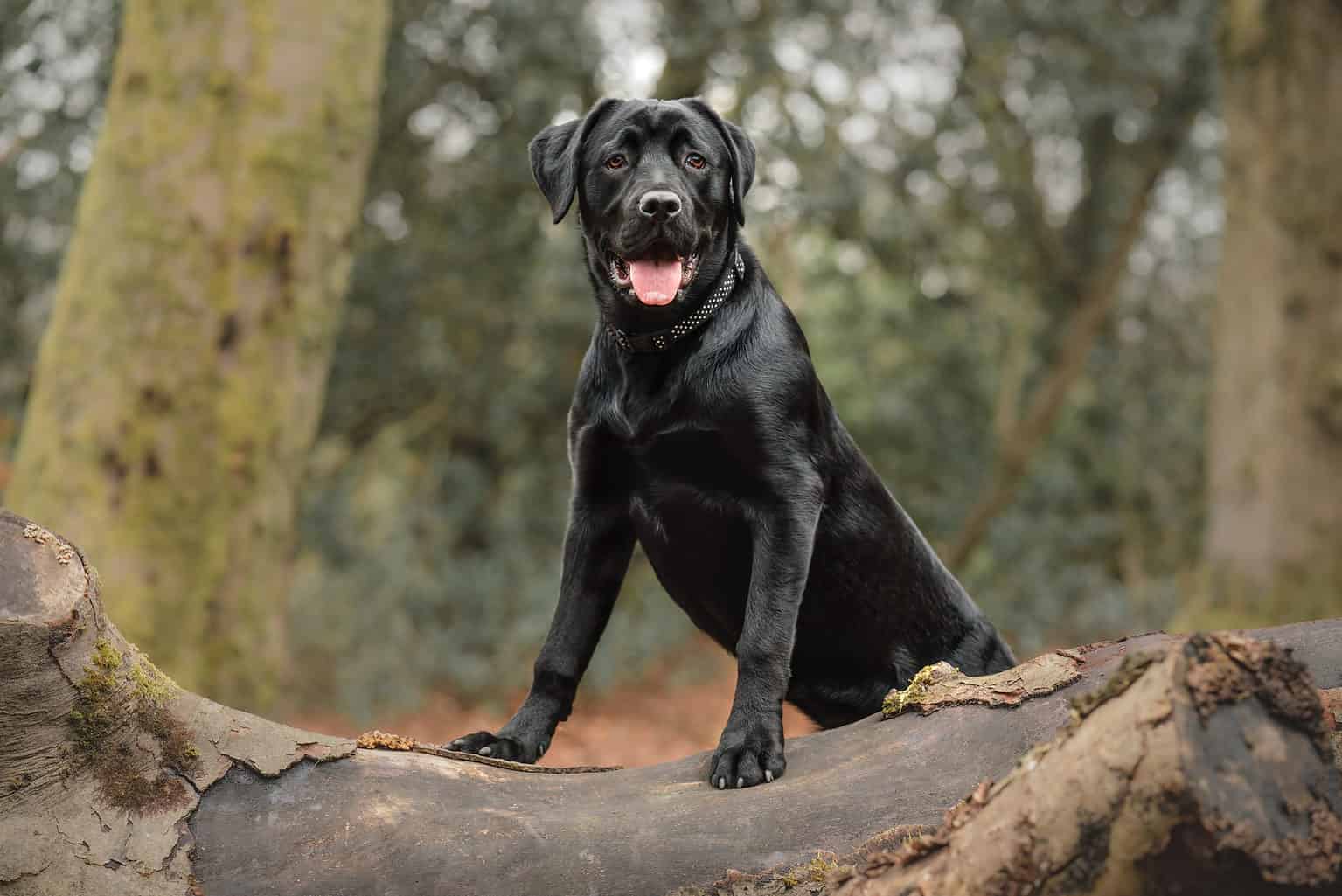 Labrottie Dog Breed Complete Guide - A-Z Animals