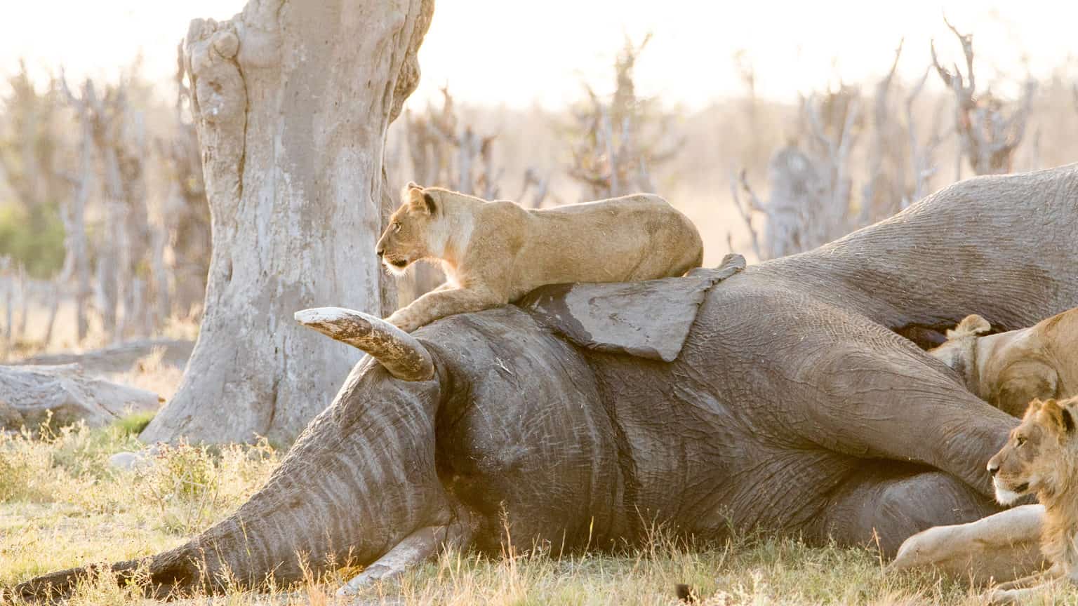 Discover the Lion Pride So Fierce They Hunt Elephants - A-Z Animals