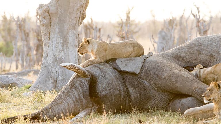 Discover How Fast Lions Can Run: Top Speeds and More! - A-Z Animals