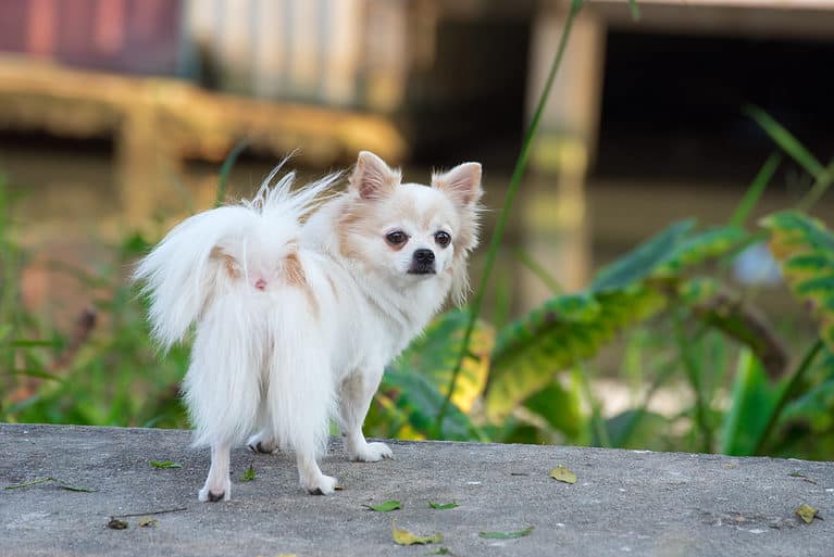 15 Most Lovable Lap Dog Breeds - A-Z Animals
