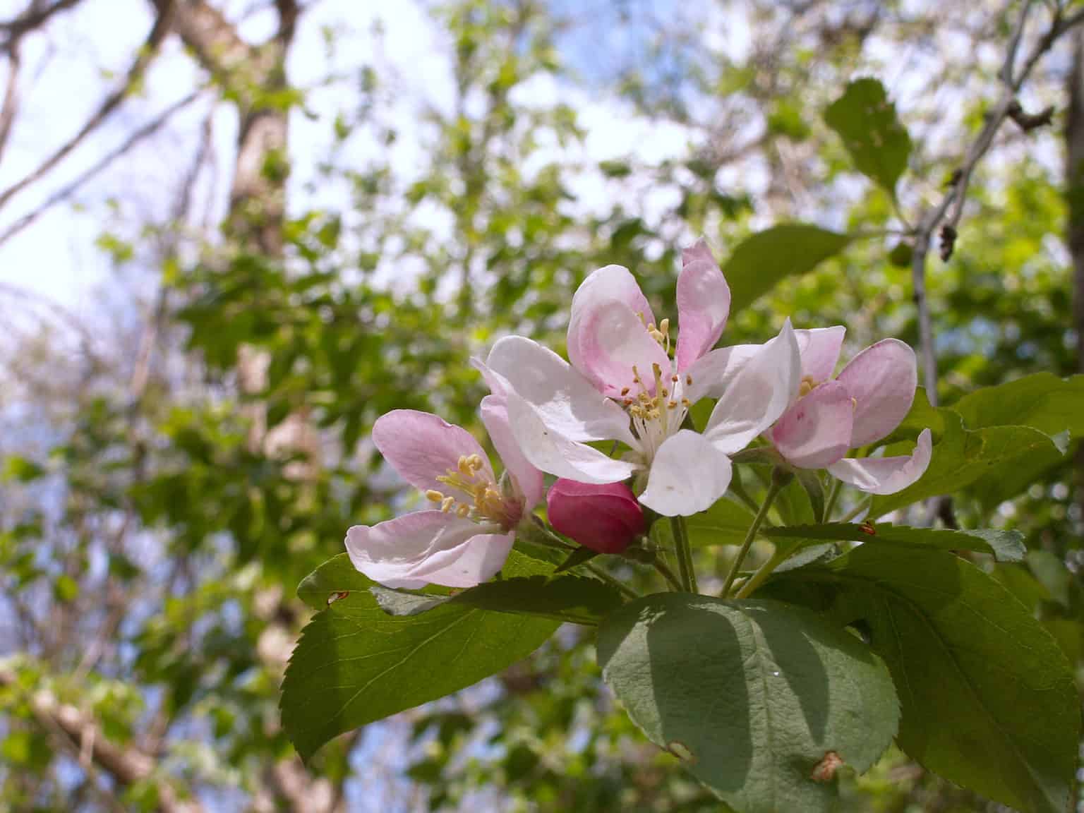 12 Grand Trees Native to Michigan - A-Z Animals