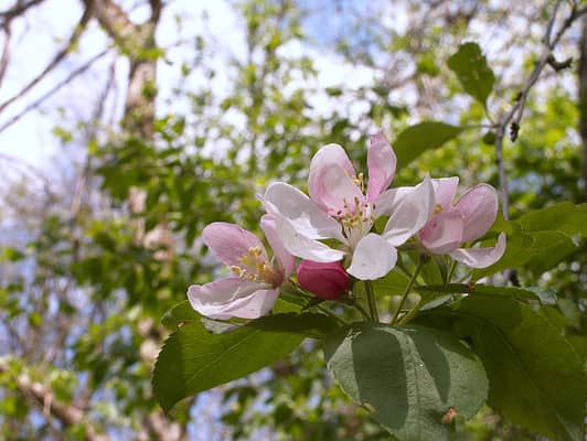 12 Grand Trees Native to Michigan - A-Z Animals