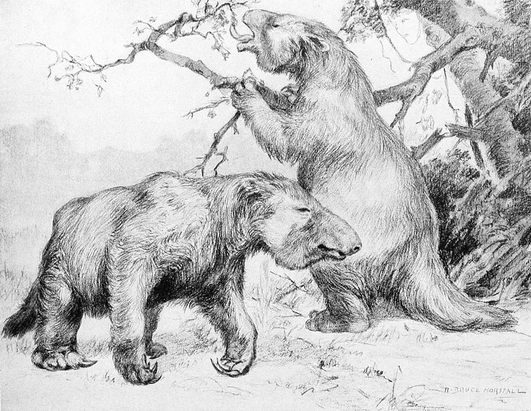 Meet the Ground Sloth That Stood as Tall as a House and Weighed 4 Tons ...