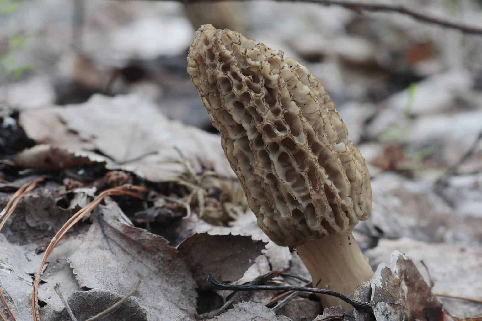 Types of Morel Mushrooms - A-Z Animals