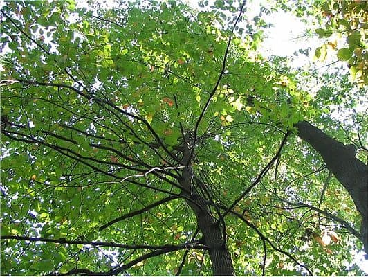 12 Grand Trees Native to Michigan - A-Z Animals