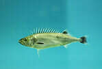 Explore 95+ Fish That Start With O (Common Names) - A-Z Animals