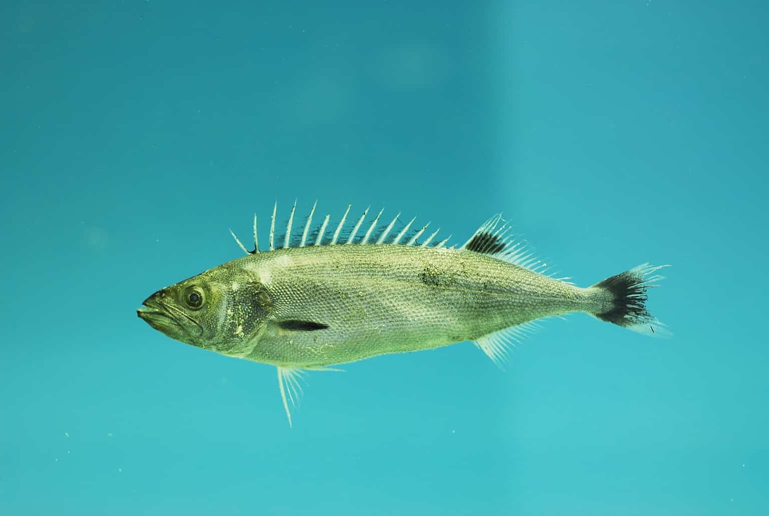 Fish: Different Types, Definitions, Photos, and More - A-Z Animals