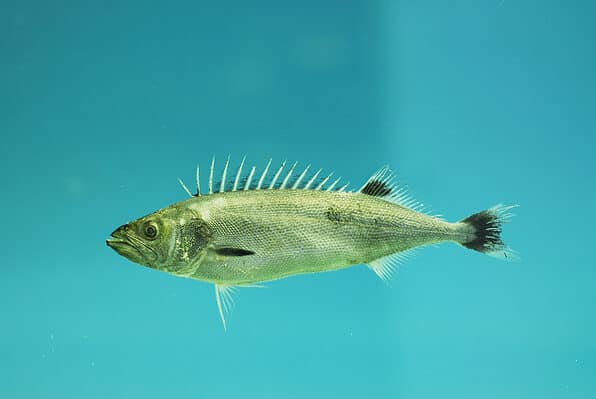 Fish: Different Types, Definitions, Photos, and More - A-Z Animals