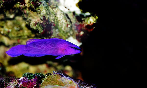 Orchid Dottyback Animal Facts - Pseudochromis fridmani - A-Z Animals