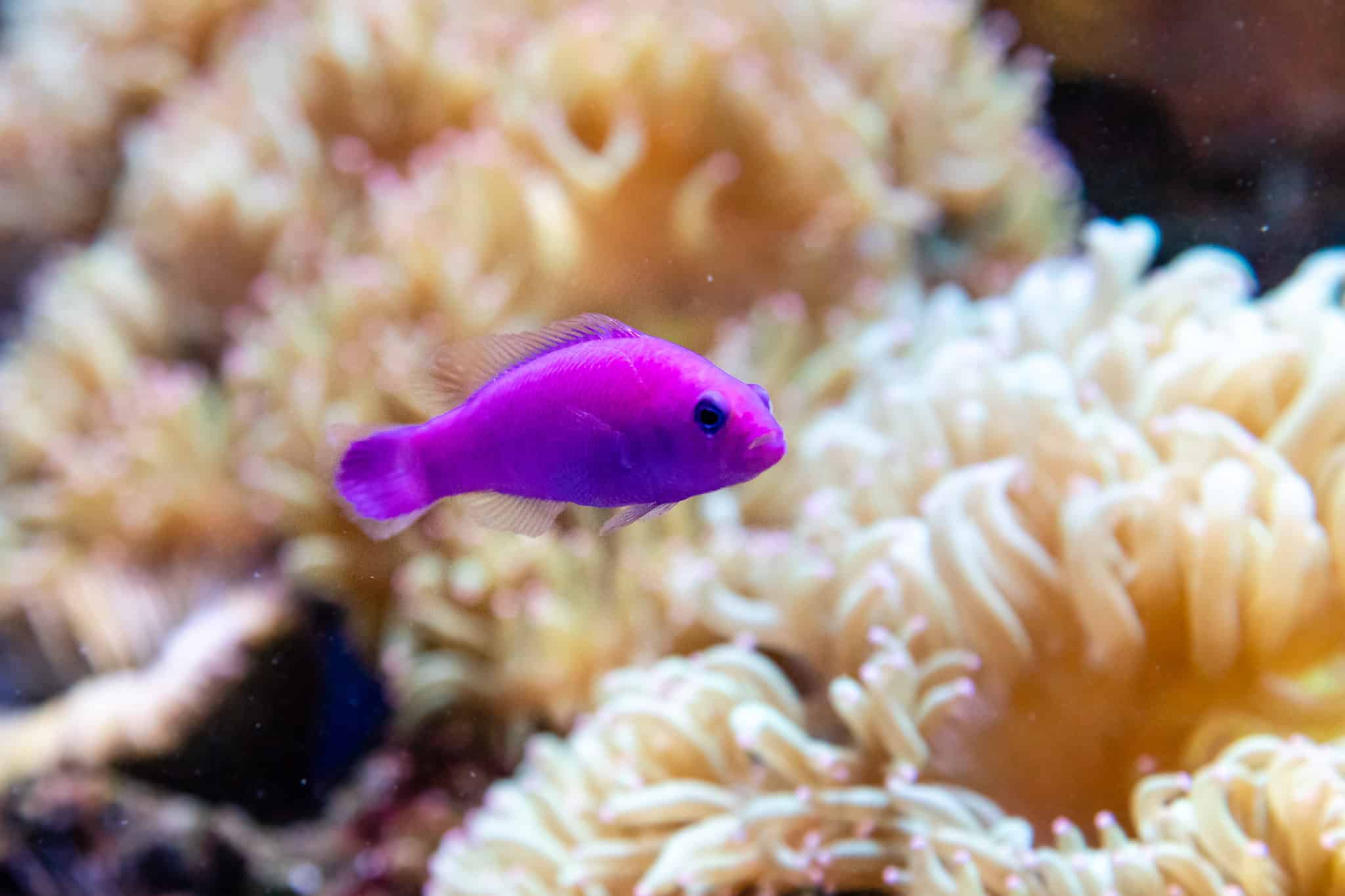 Orchid Dottyback Animal Facts - Pseudochromis fridmani - A-Z Animals