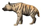 Meet the Giant Short-Faced Hyena That Was as Large as Today’s Lions ...