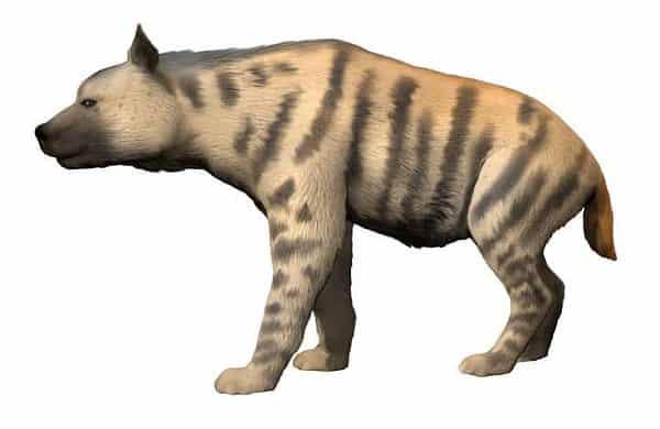Meet the Giant Short-Faced Hyena That Was as Large as Today’s Lions - A ...