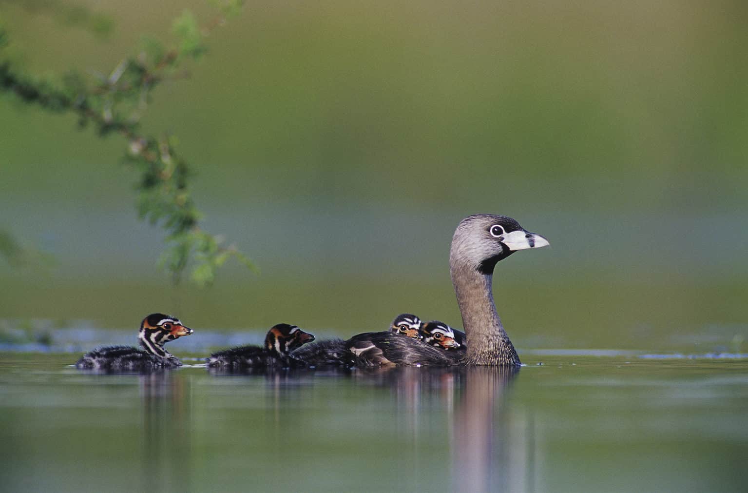 Pied-Billed Grebe Bird Facts - Podilymbus podiceps - A-Z Animals