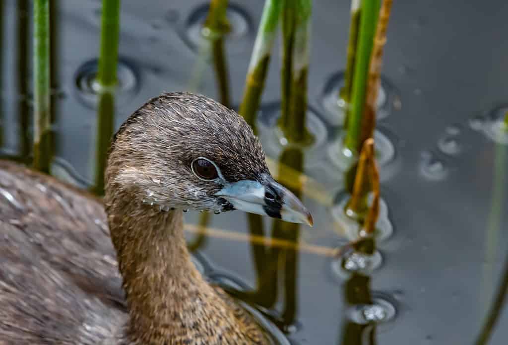 Animals in Rio de Janeiro - A-Z Animals