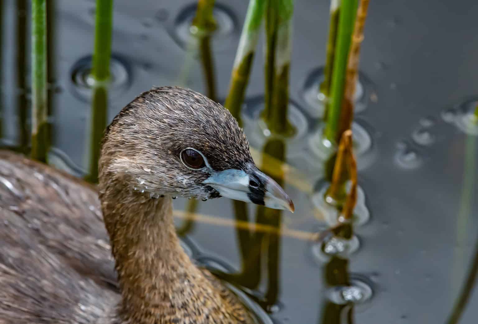 Pied-Billed Grebe Animal Facts - Podilymbus podiceps - A-Z Animals