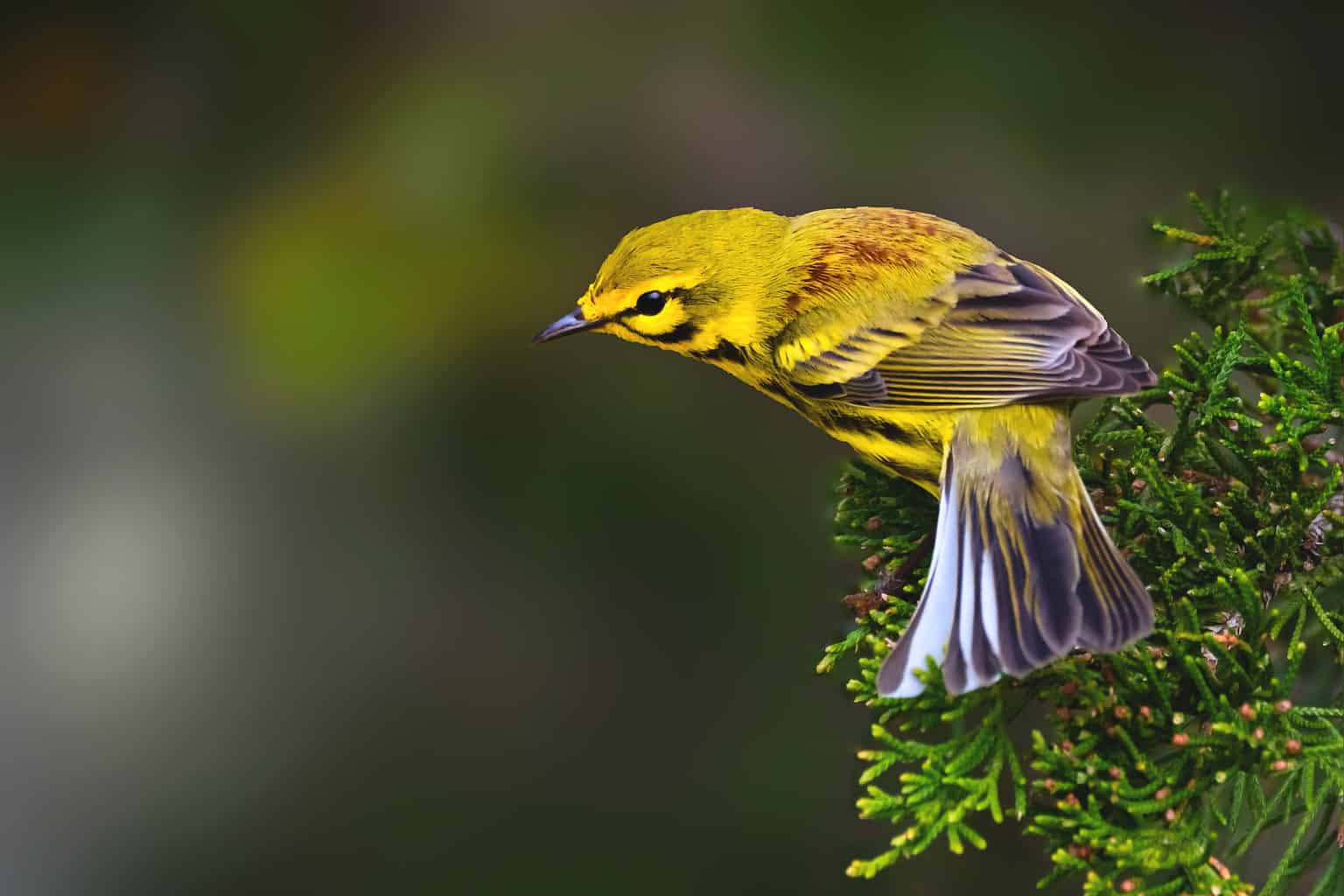15 Common Types of Yellow Birds With Pictures - A-Z Animals
