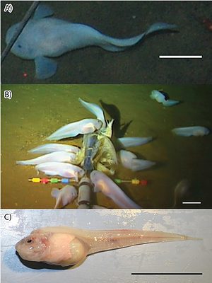 Snailfish Fish Facts - A-Z Animals