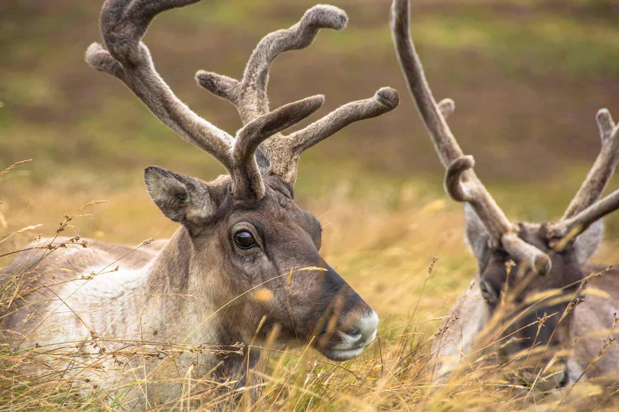 The Concerning Decline of the Reindeer Population - A-Z Animals