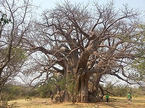 9 of the Oldest Trees in Africa - A-Z Animals