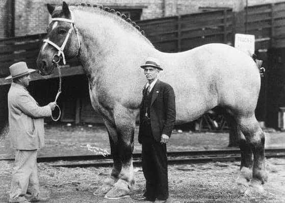 See Sampson - The Largest Horse Ever Recorded - A-Z Animals