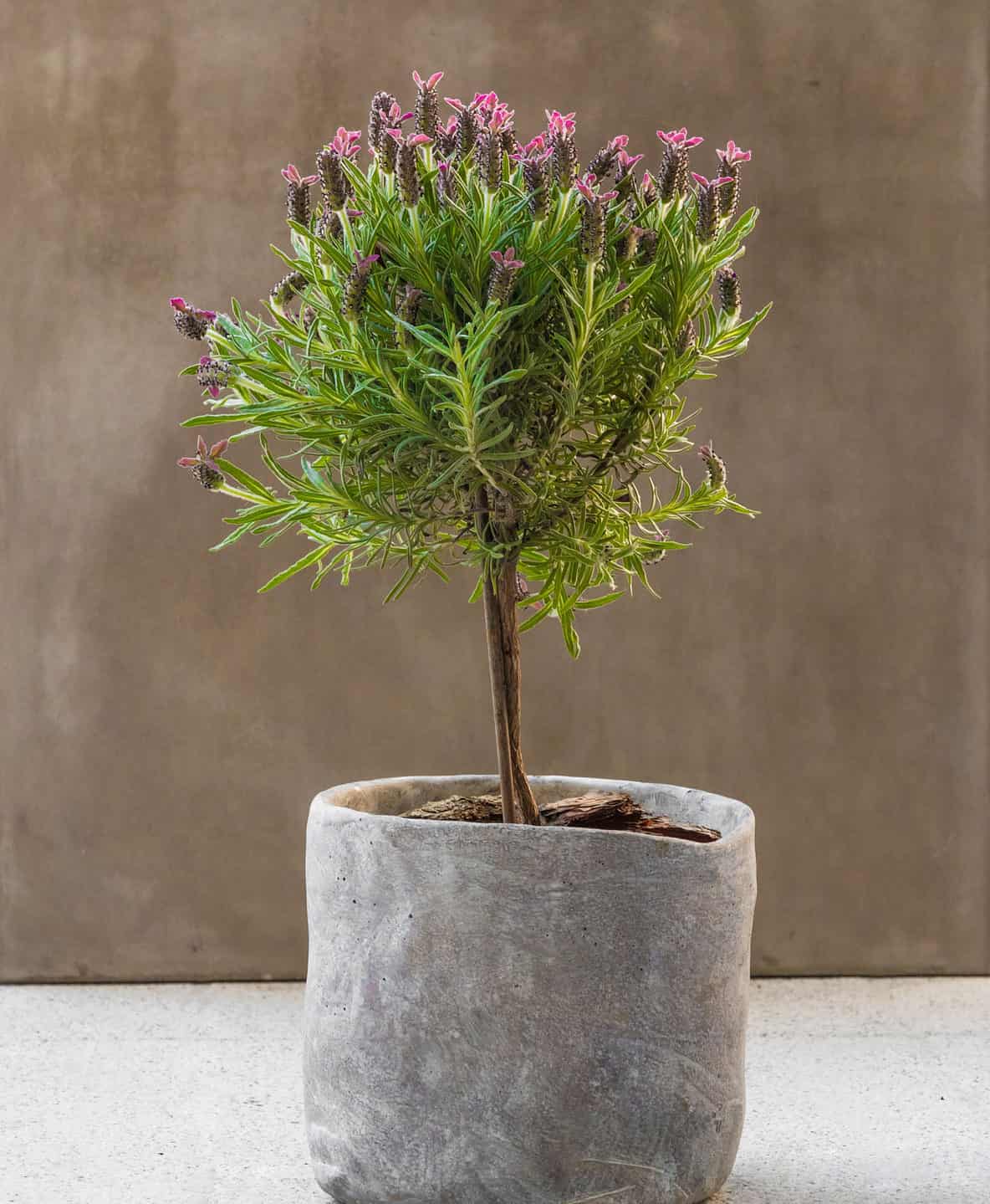 The 16 Best Flowering Bonsai Trees: Fragrant and Beautiful! - A-Z Animals