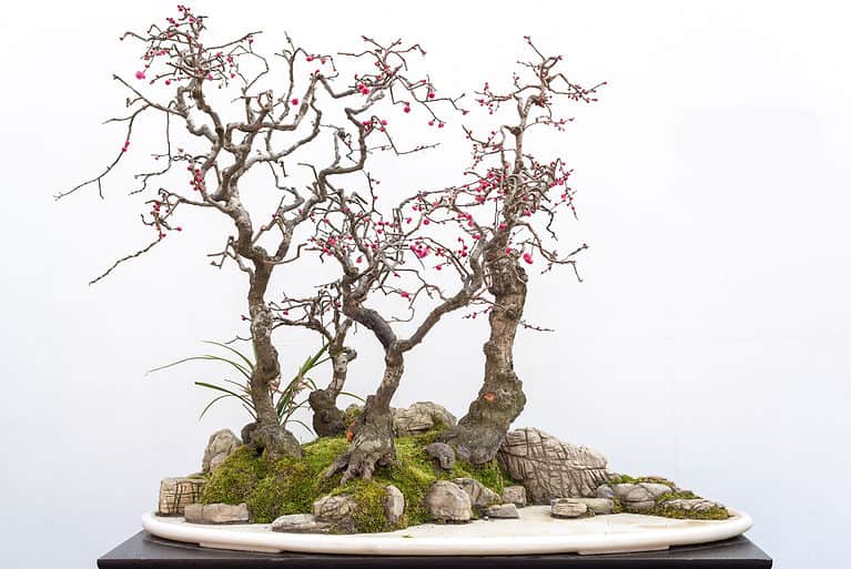 The 16 Best Fruit Bonsai Trees: Grow Mini Fruit Trees! - A-Z Animals