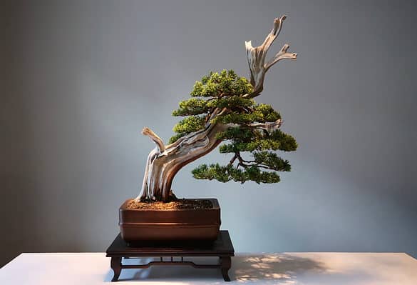 Bonsai Styles: Everything You Need to Know - A-Z Animals